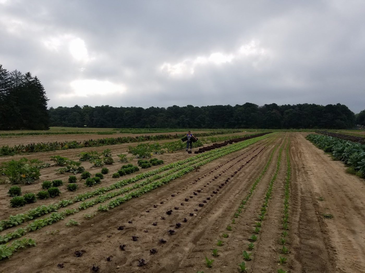 Farm Rows 3 | Sisters of St Joseph